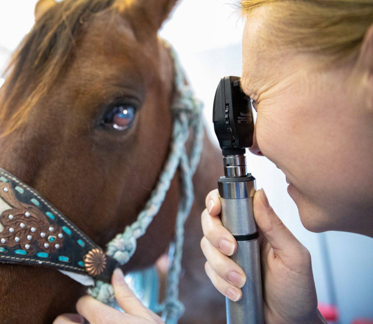 General Care & Treatment - Equine Veterinary Service