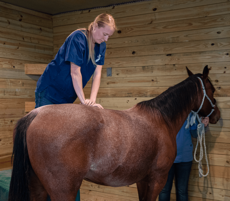 Welcome - Equine Veterinary Service