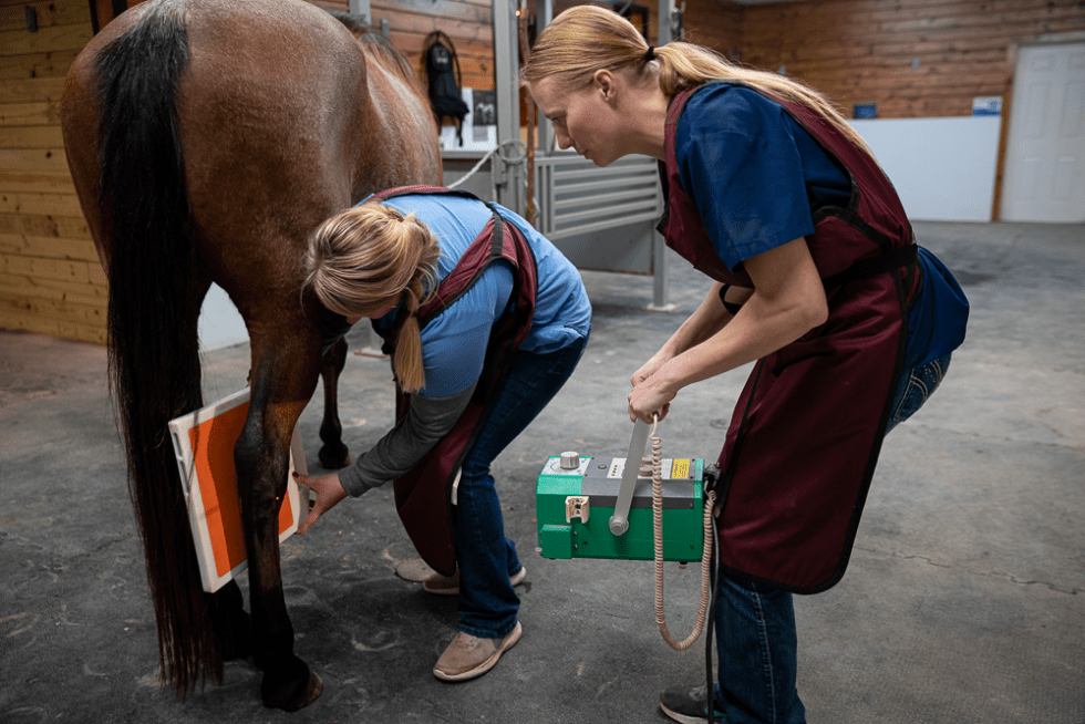 Welcome - Equine Veterinary Service