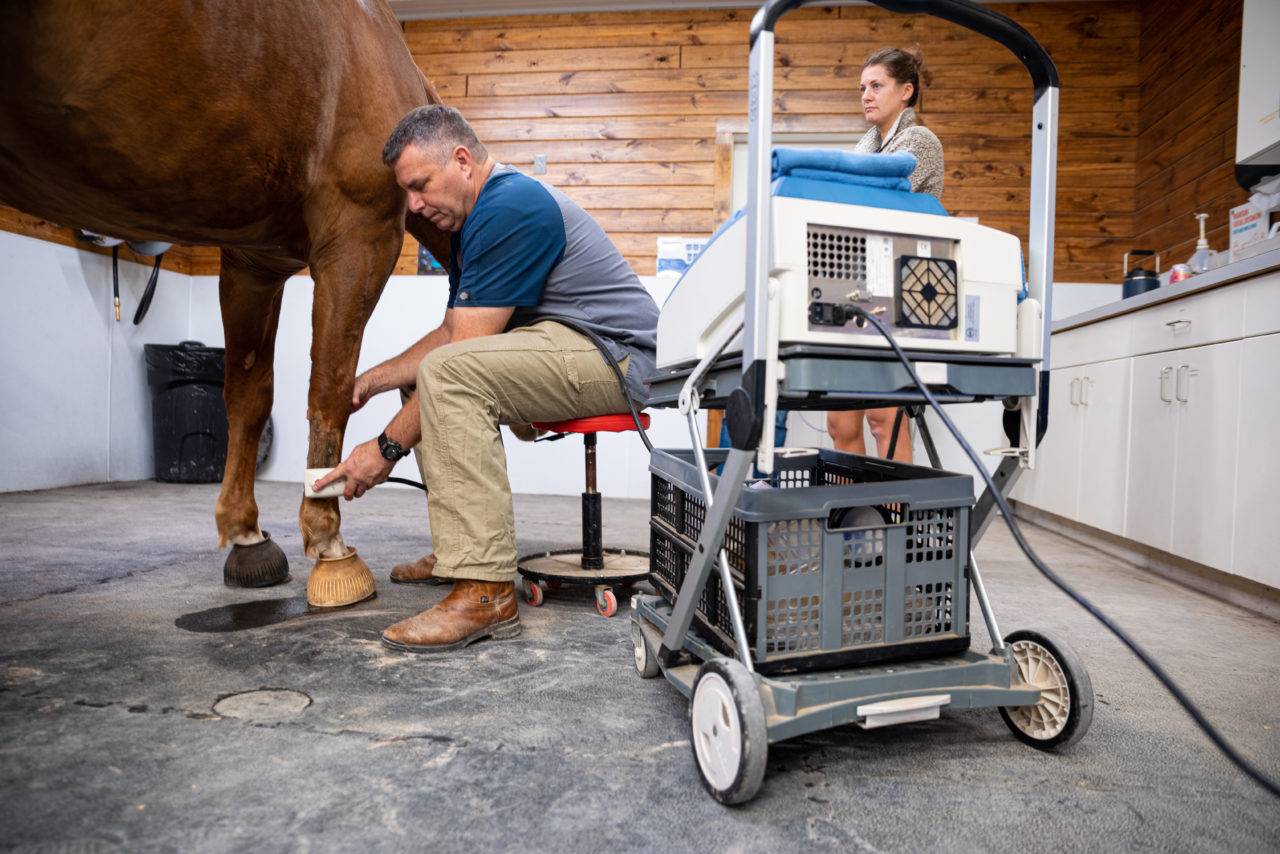 Welcome - Equine Veterinary Service