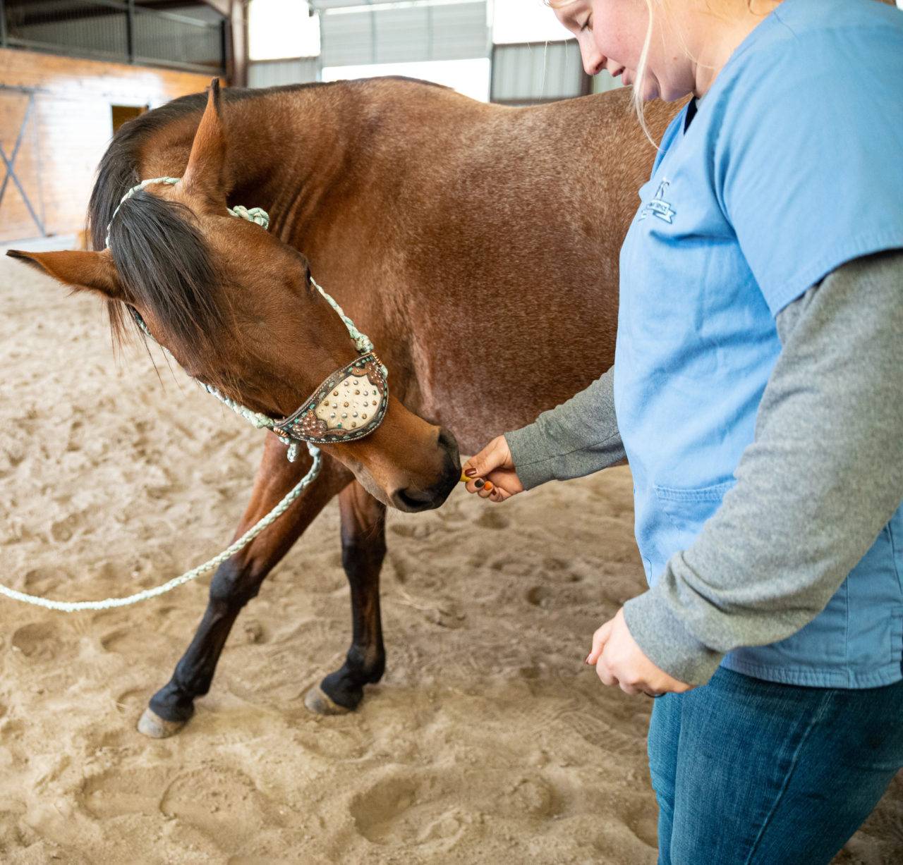 Welcome - Equine Veterinary Service