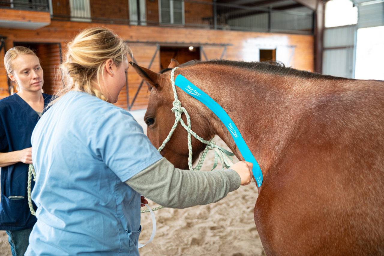 Welcome - Equine Veterinary Service